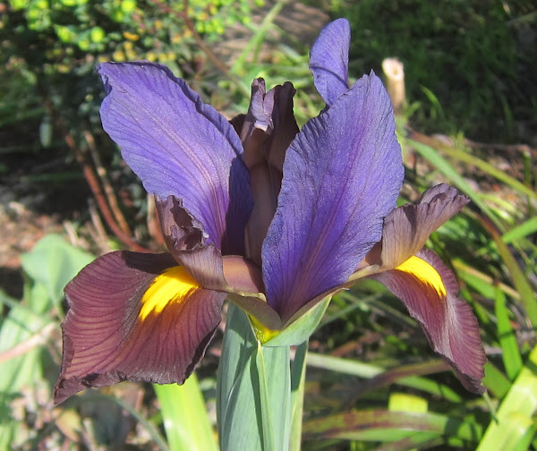 Irises | Project Noah