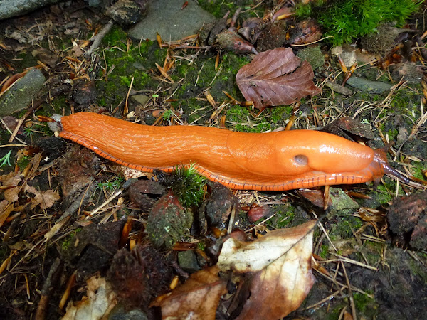 Rote Wegschnecke, European Red Slug | Project Noah