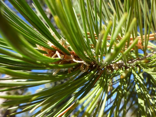 Sugar Cone Pine | Project Noah