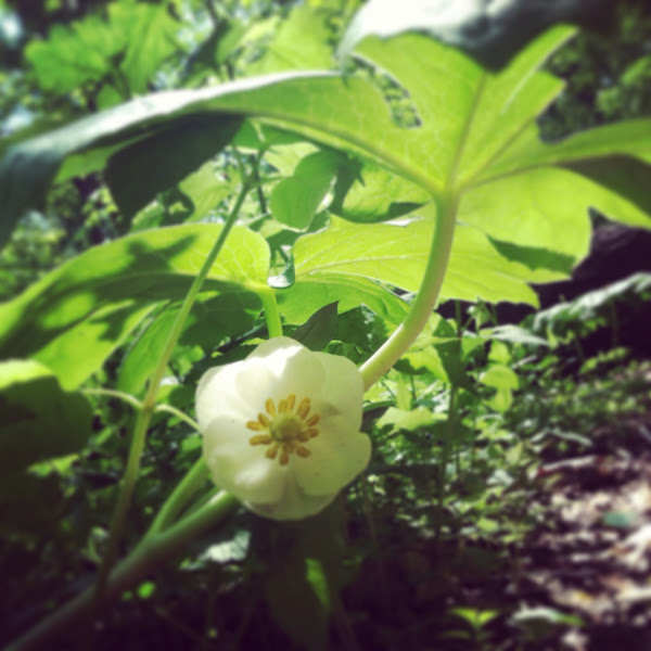 Mayapple | Project Noah