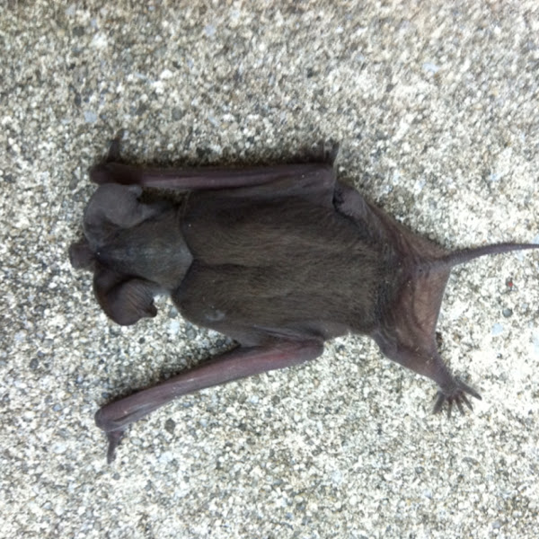 Mexican free-tailed bat | Project Noah