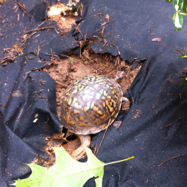 Eastern Box Turtle | Project Noah