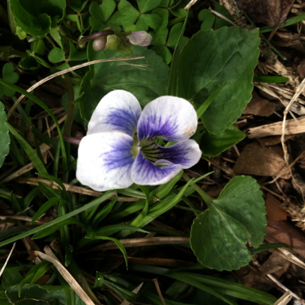 Wild violets | Project Noah