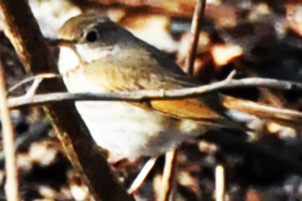 Hermit Thrush | Project Noah