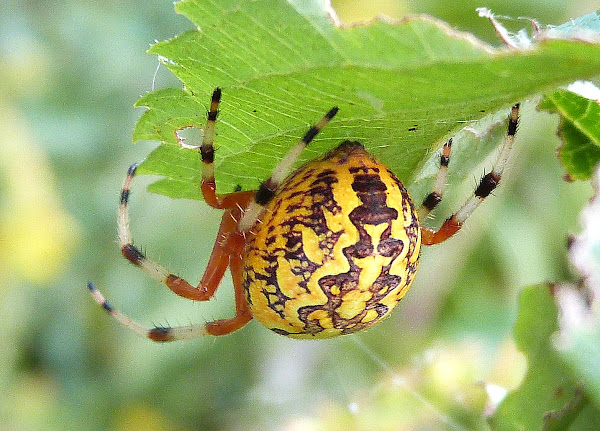 Marbled Orb Weaver Spider | Project Noah