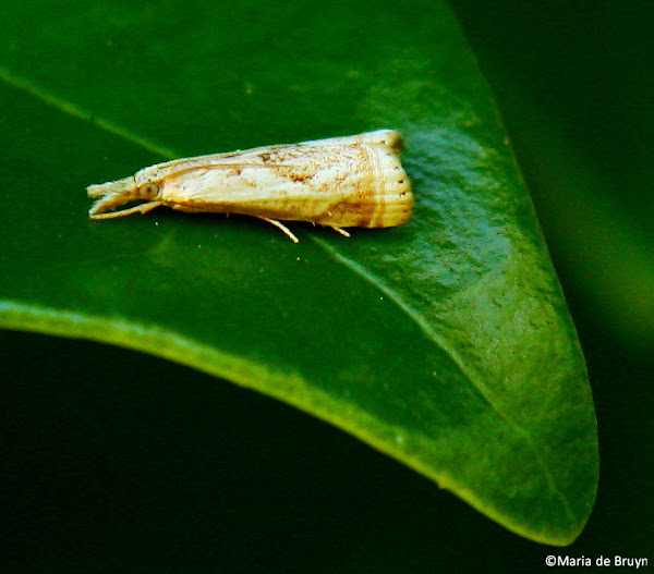 Elegant grass-veneer moth | Project Noah