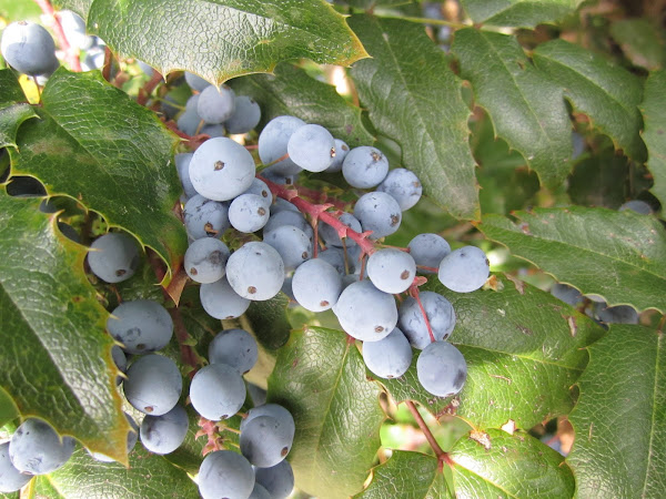 Oregon-grape | Project Noah