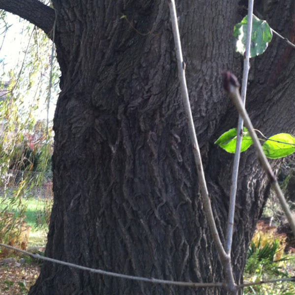 Weeping Willow | Project Noah