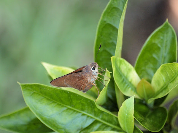 Monk Skipper | Project Noah