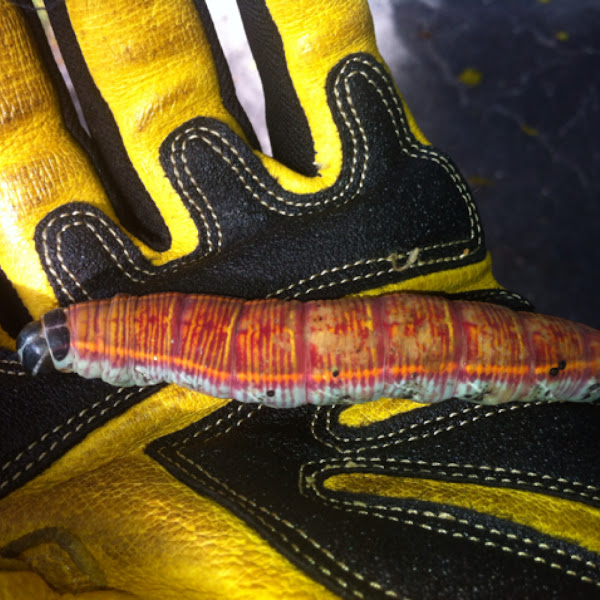 Fig Sphinx Caterpillar | Project Noah