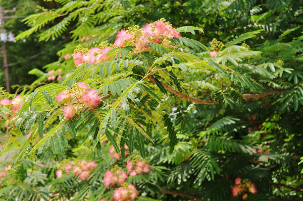 Pink Silk Tree | Project Noah