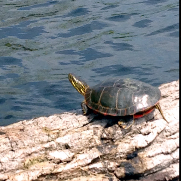 Painted turtle | Project Noah