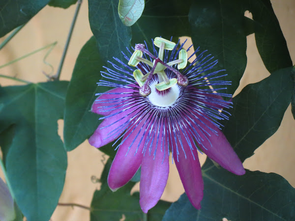 Amethyst passionflower | Project Noah