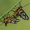 Amata Wasp Moth | Project Noah