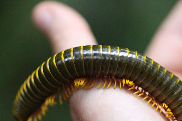 millipede | Project Noah