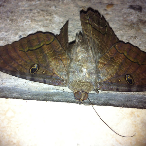 (Palomilla) Mariposa Negra (macho), Black Witch Moth | Project Noah