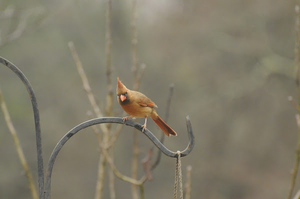 Northern Cardinal (adult female) | Project Noah