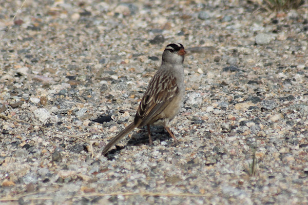 White-crowned Sparrow | Project Noah
