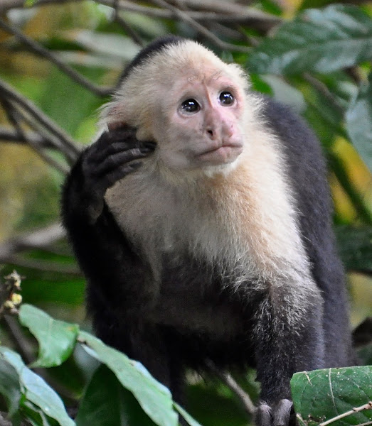White-Throated Capuchin Monkey | Project Noah