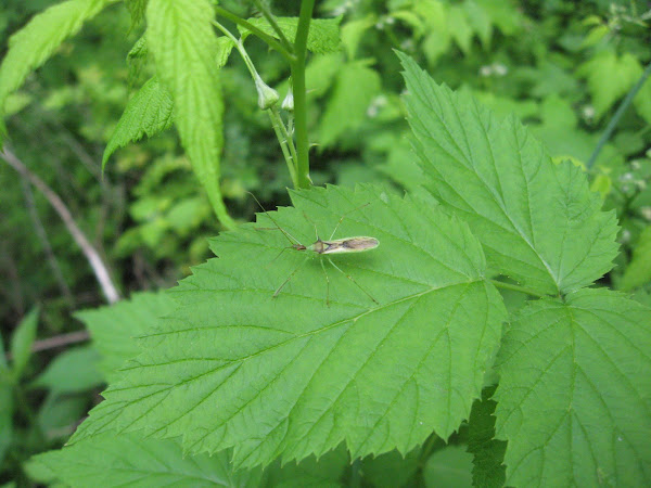 Blackberry | Project Noah