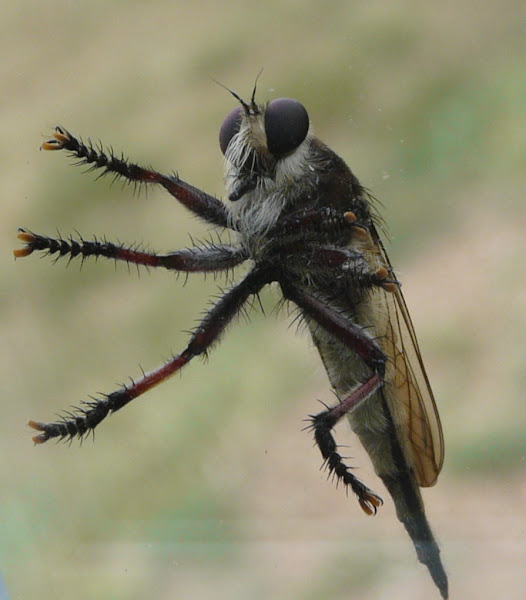 Robber Fly | Project Noah