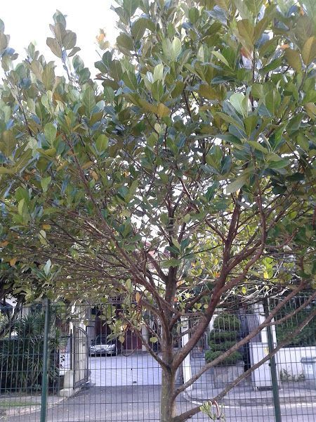 Jackfruit | Project Noah