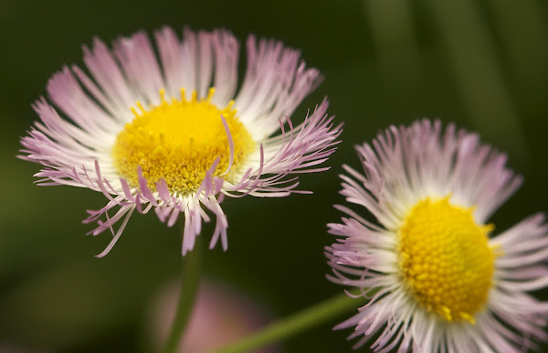 Philadelphia fleabane | Project Noah