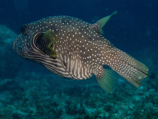 Stars and Stripes Puffer | Project Noah