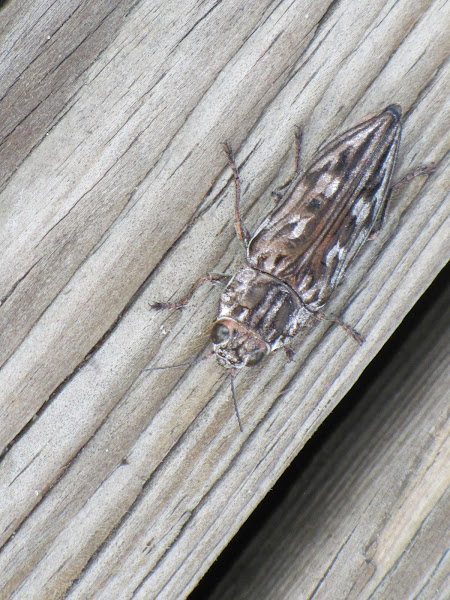 Sculptured pine borer | Project Noah