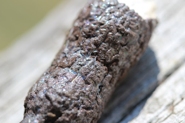 Dead Man's Fingers | Project Noah