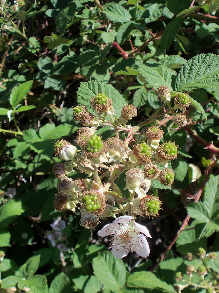 Wild blackberry | Project Noah