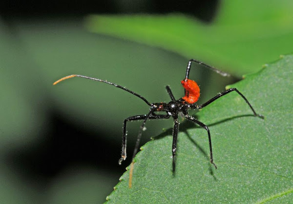 Wheel bug (nymphs) | Project Noah