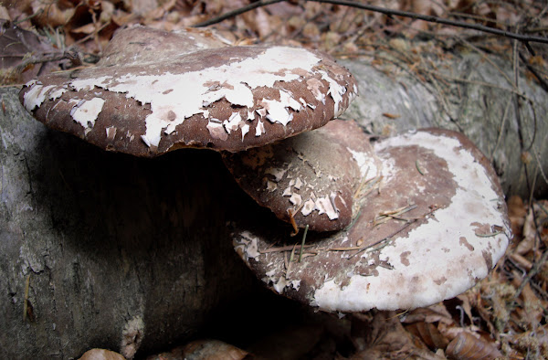Birch Polypore | Project Noah