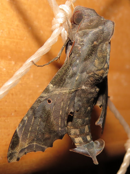 Mournful Sphinx | Project Noah