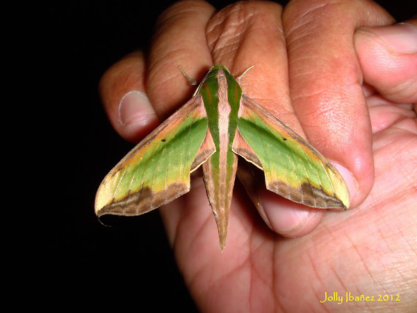 Green Hawk Moth | Project Noah