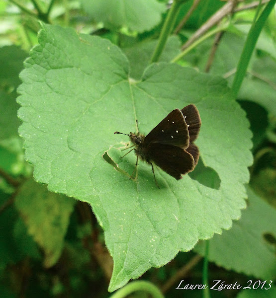 Skipper | Project Noah