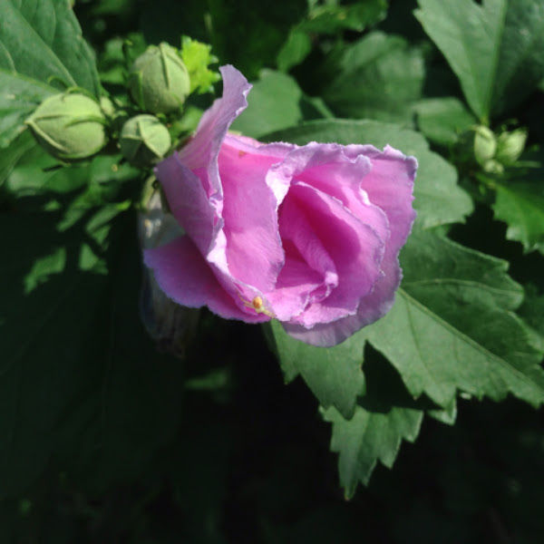 Rose-mallow | Project Noah