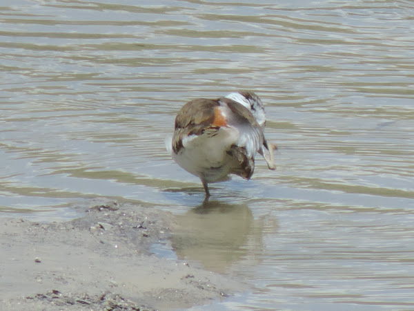 Killdeer | Project Noah