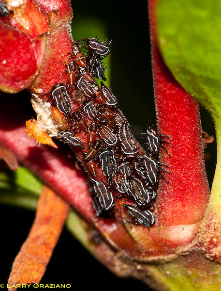 Treehopper Nymphs | Project Noah