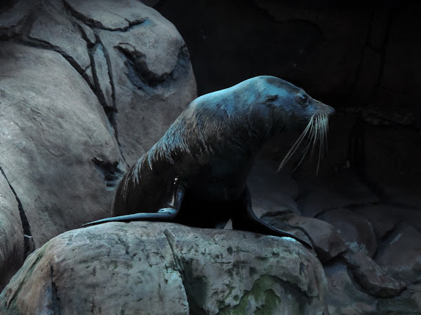New Zealand Fur Seal | Project Noah