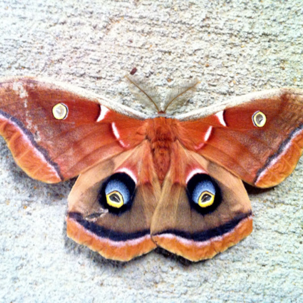 Polyphemus Moth | Project Noah