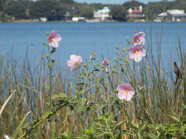 Salt Marsh Mallow | Project Noah