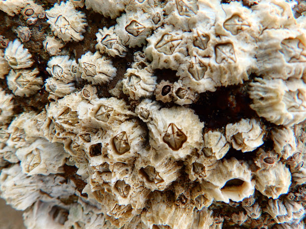 Acorn Barnacle | Project Noah