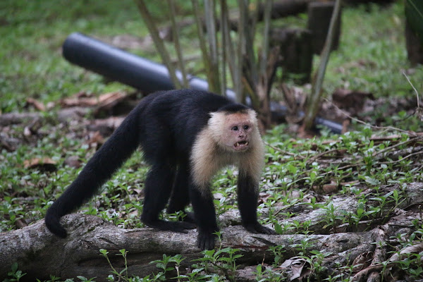 Capuchin Monkey | Project Noah