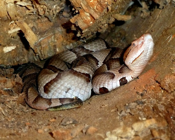 Southern Copperhead | Project Noah