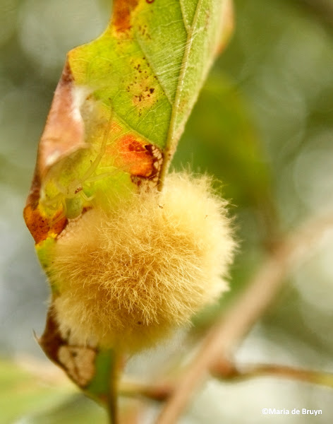 Insect gall | Project Noah