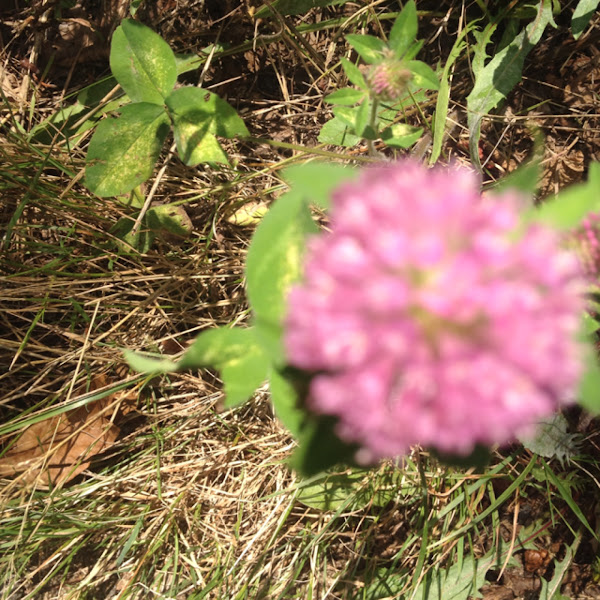 Red Clover | Project Noah