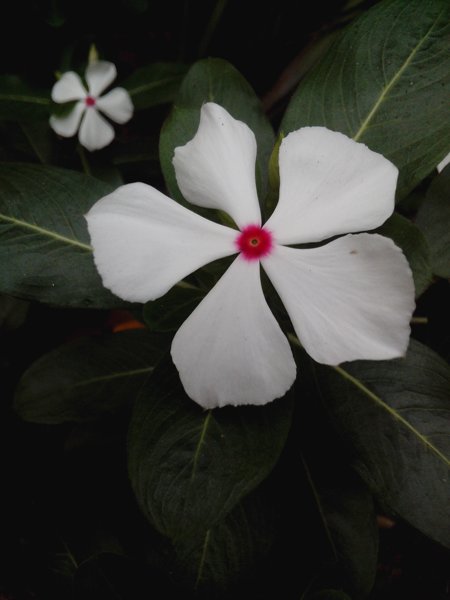 Tapak Dara; Periwinkle | Project Noah