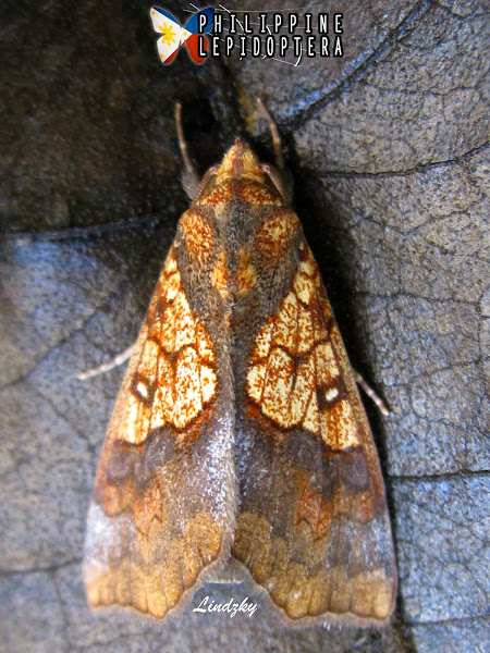 Erebid Moth | Project Noah