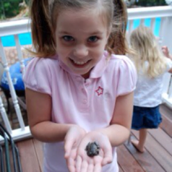 Frogs | Project Noah